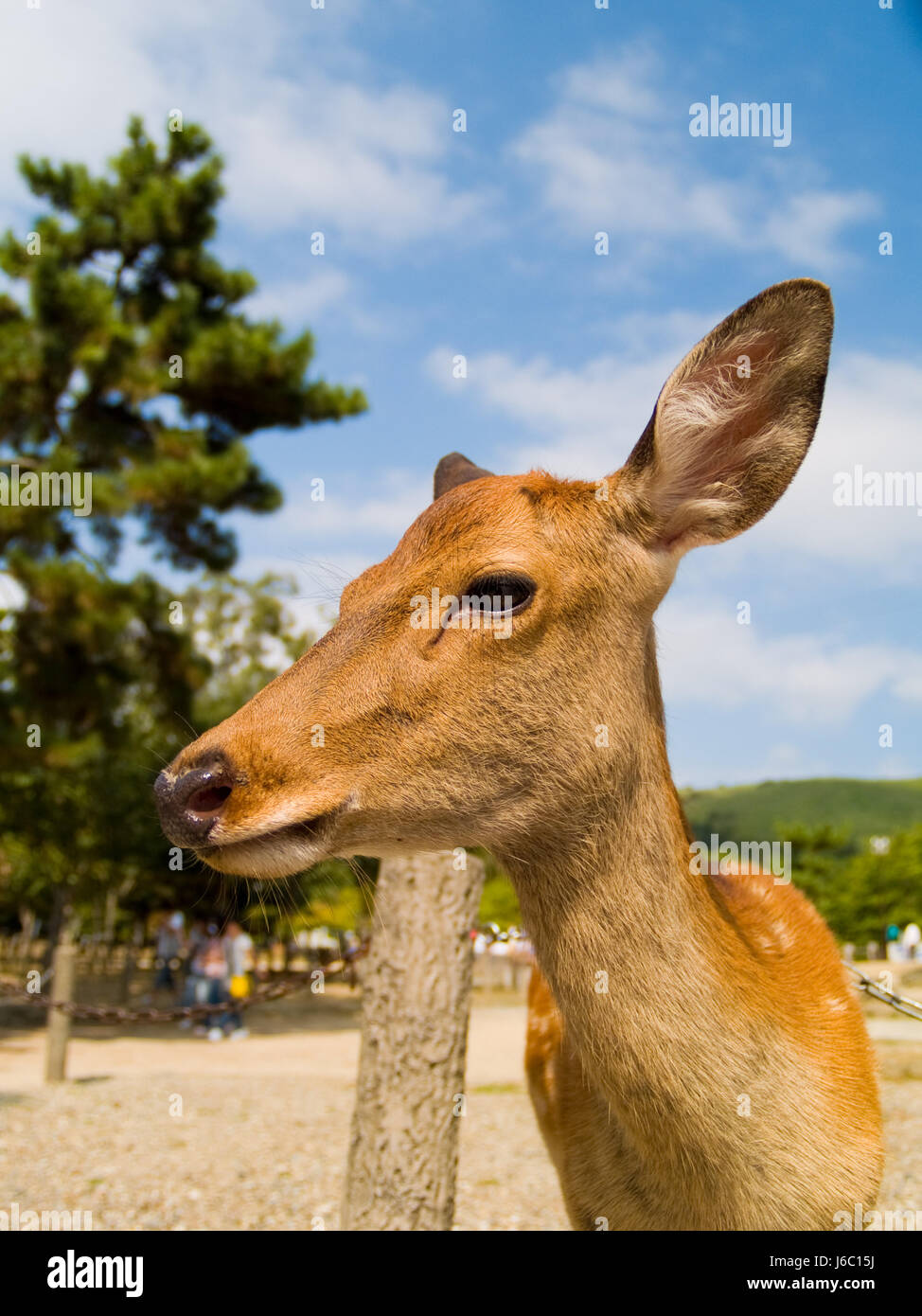 asia japan asian deer macro close-up macro admission close up view ...