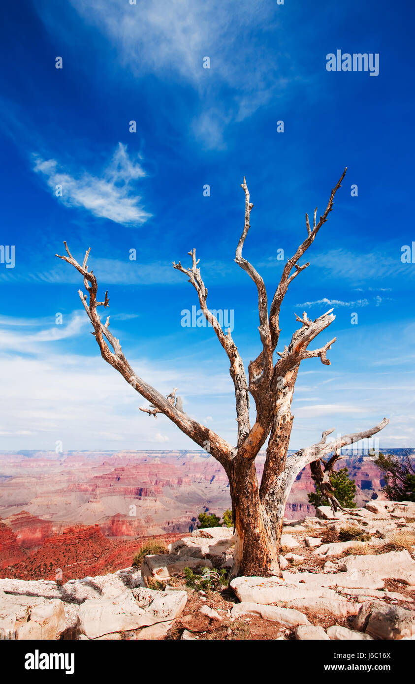 tree Canyon cliff grand magnific rim felly river water nature ...