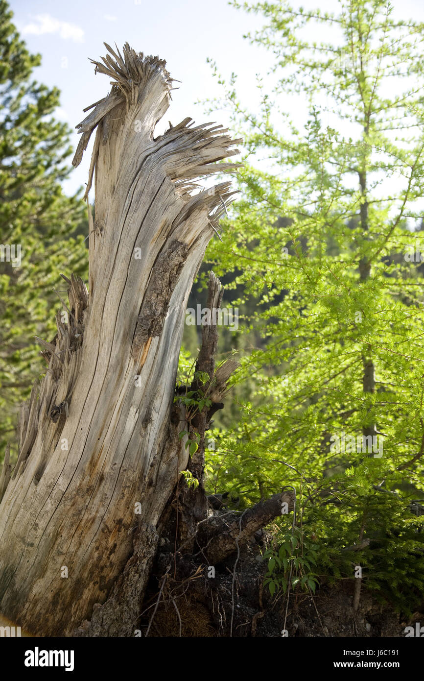 Baumstrunk hi-res stock photography and images - Alamy