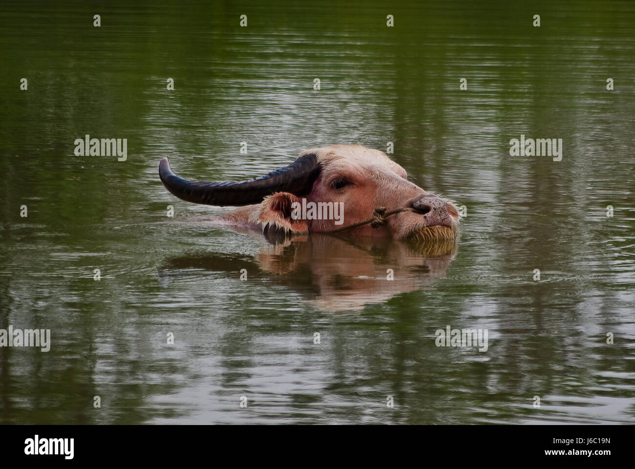 horn skin thailand cow farm animal buffalo dummy animal asia wild bull ...