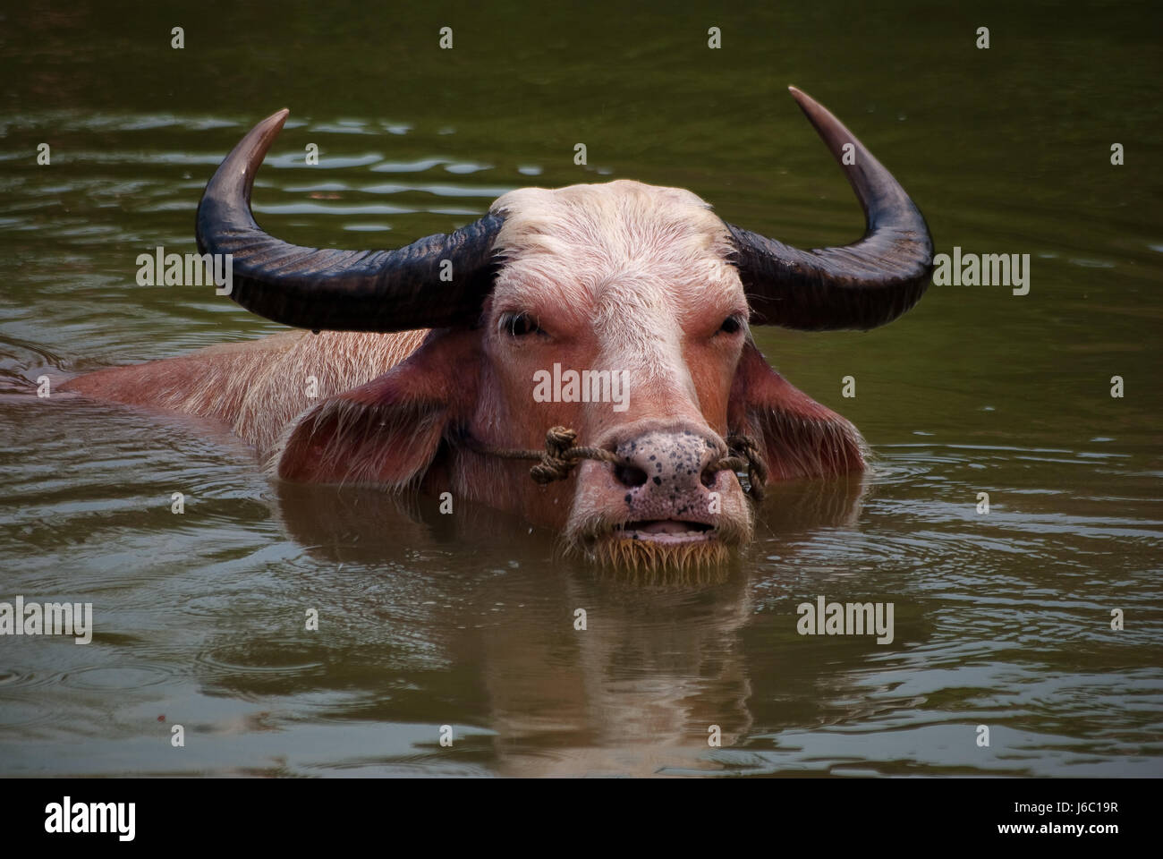 horn skin thailand cow farm animal buffalo dummy animal asia wild bull ...