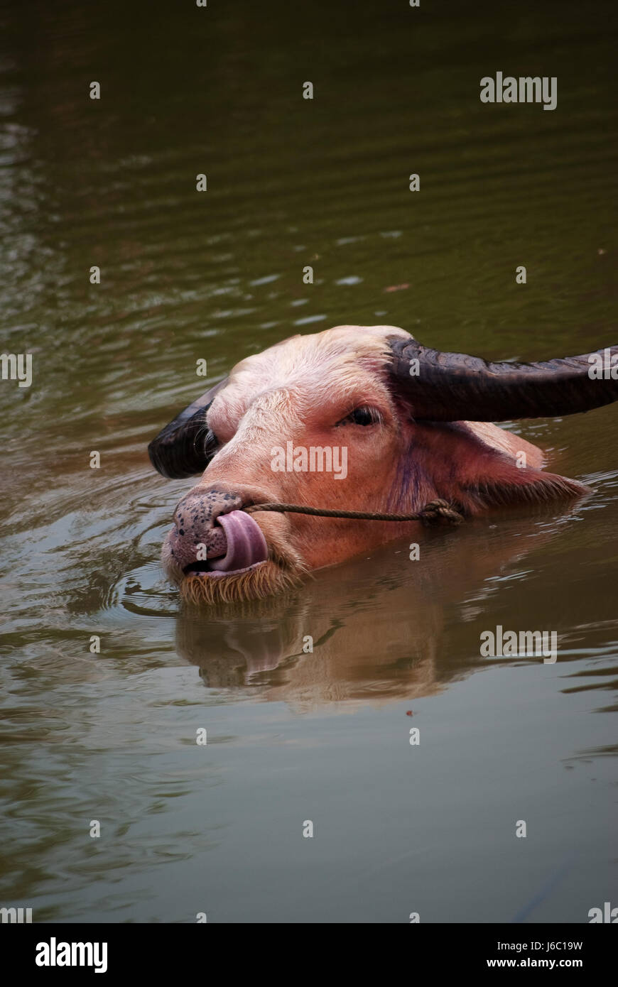 horn skin thailand cow farm animal buffalo dummy animal asia wild bull ...