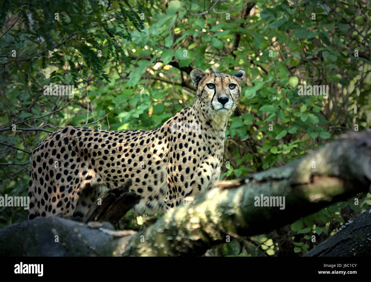 tree mammal big cat feline predator predator rise climb climbing ascend ...