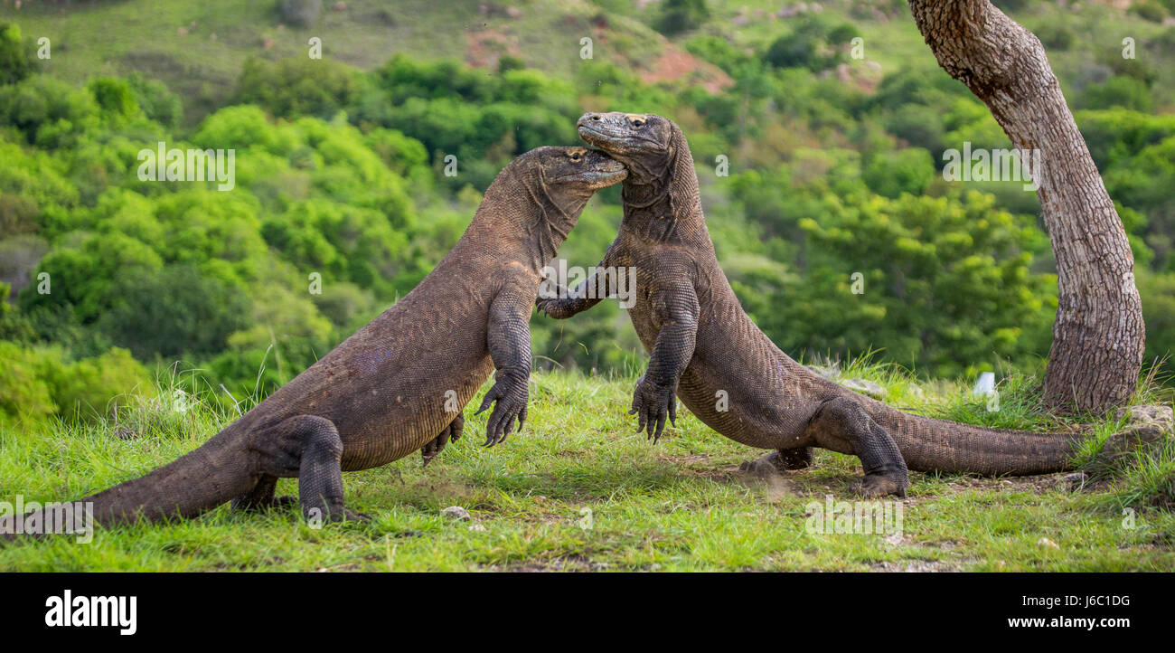 Komodo dragons fighting hi-res stock photography and images - Alamy