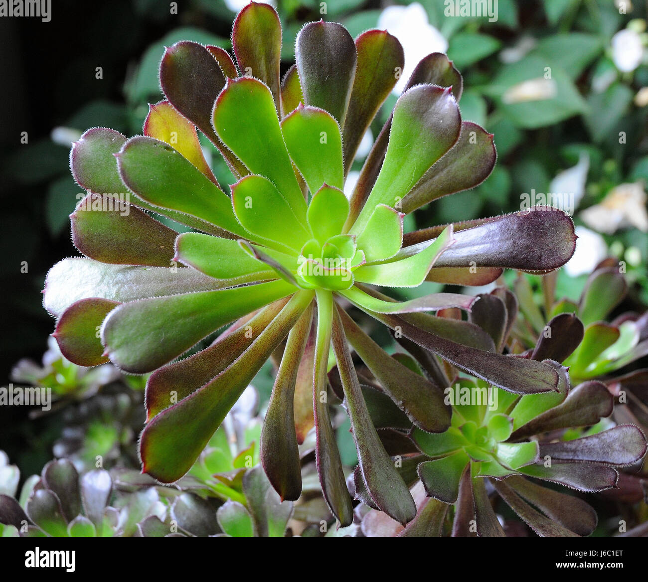 filigree perennial plant filigree perennial plant aenonium ...