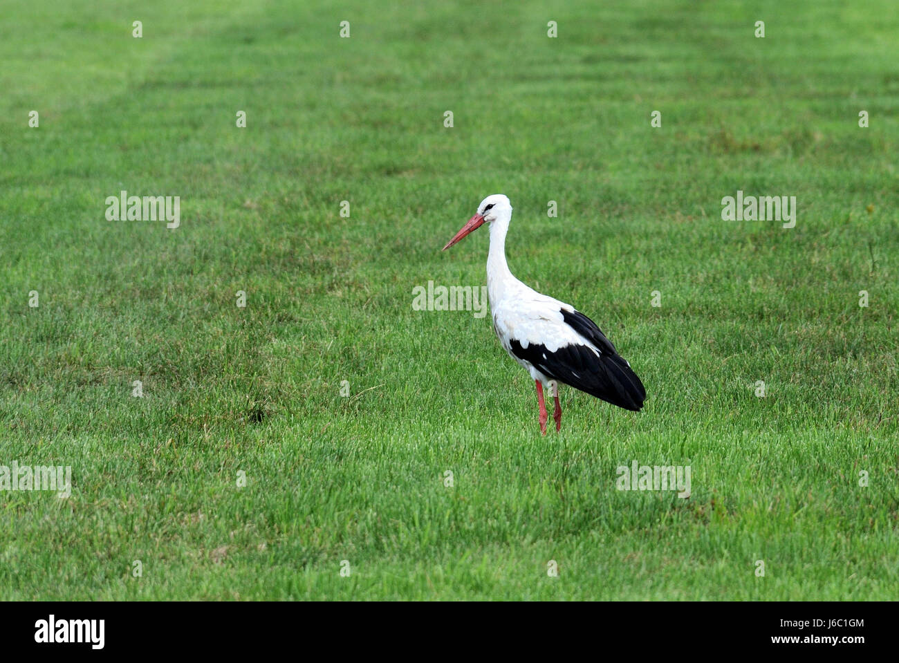 stork east germany german federal republic animal bird green birds ...