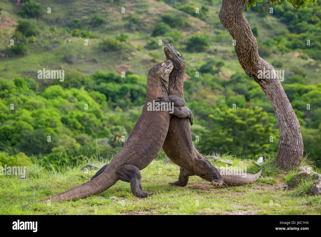 Komodo dragon fighting hi-res stock photography and images - Alamy