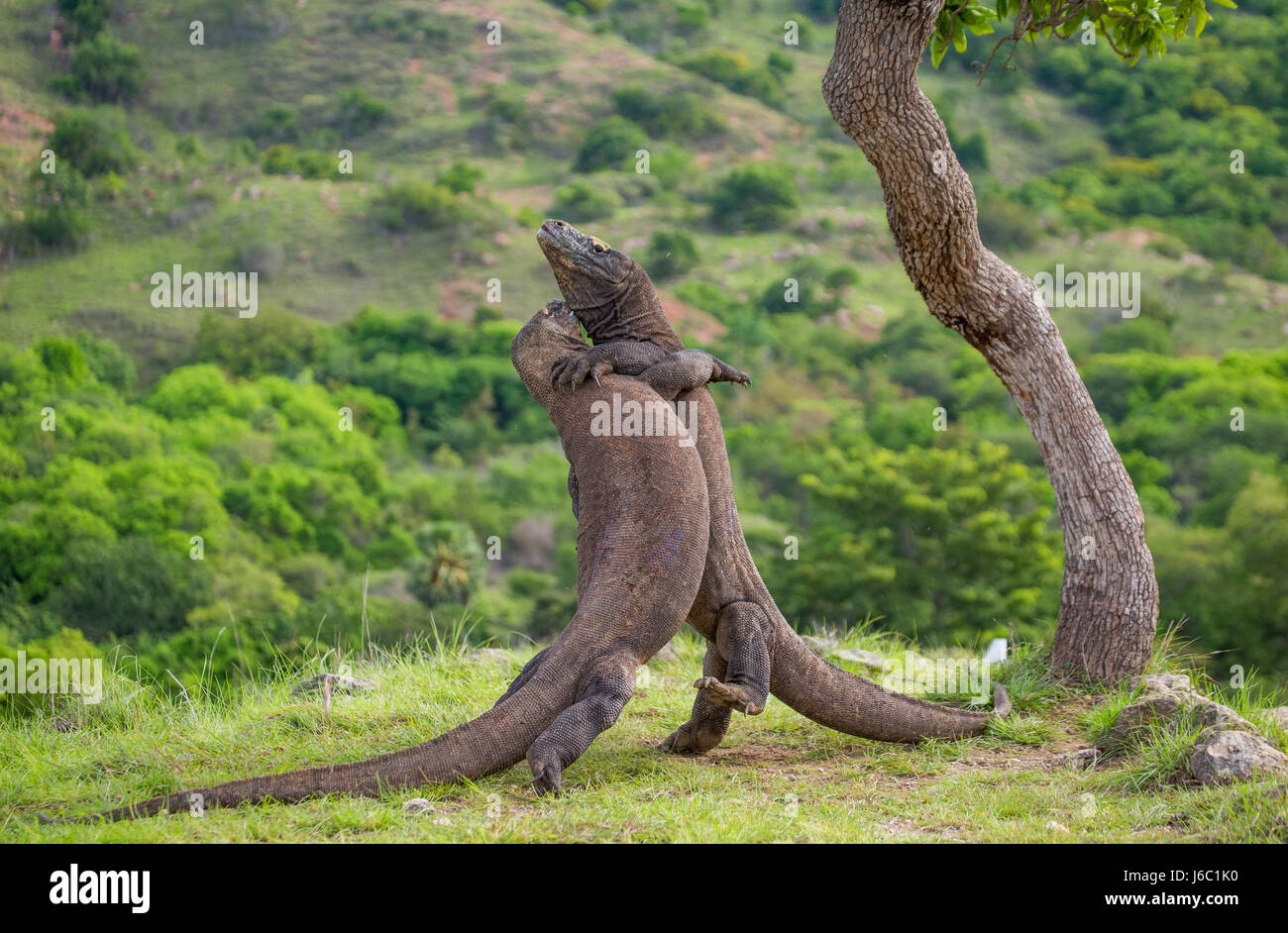 Komodo Dragons are fighting each other. Very rare picture. Indonesia ...