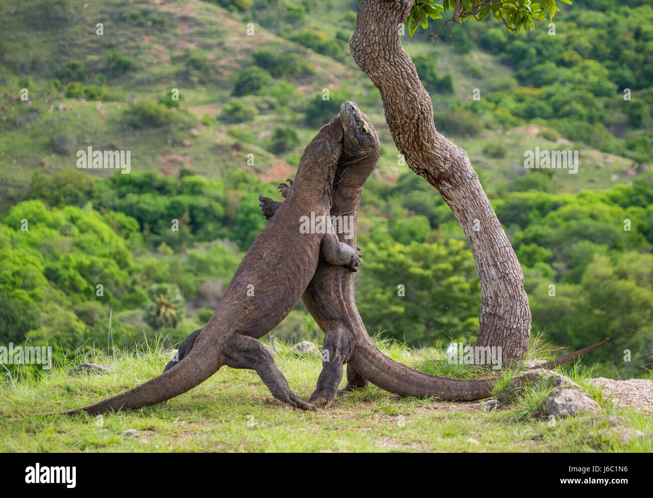 Komodo Dragons are fighting each other. Very rare picture. Indonesia ...