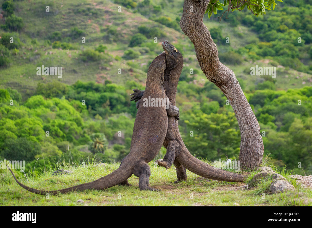 Komodo dragon fighting hi-res stock photography and images - Alamy