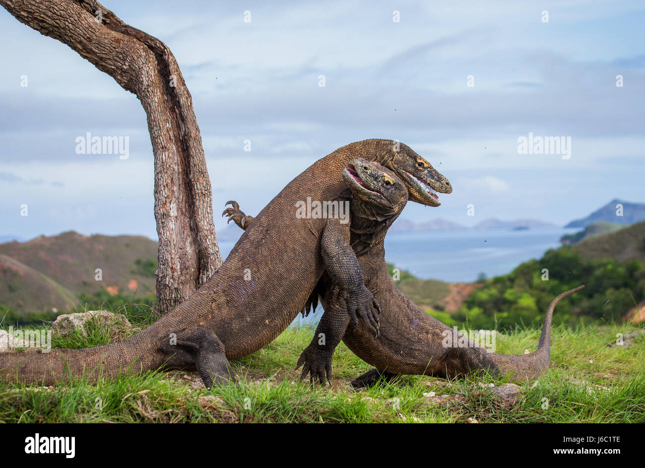 Komodo Dragons are fighting each other. Very rare picture. Indonesia ...