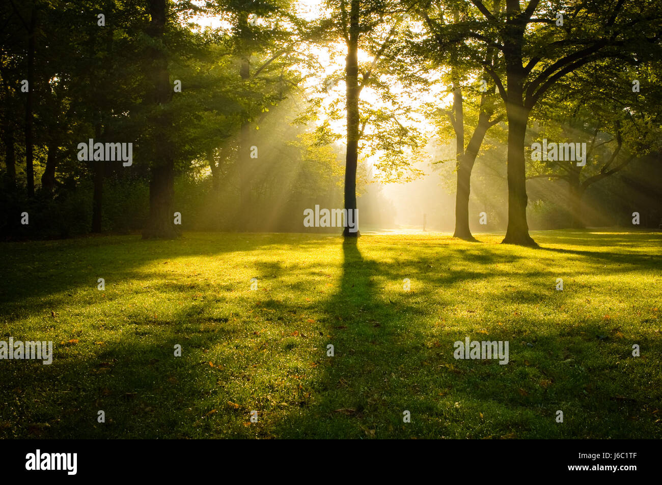 trees in backlight Stock Photo - Alamy