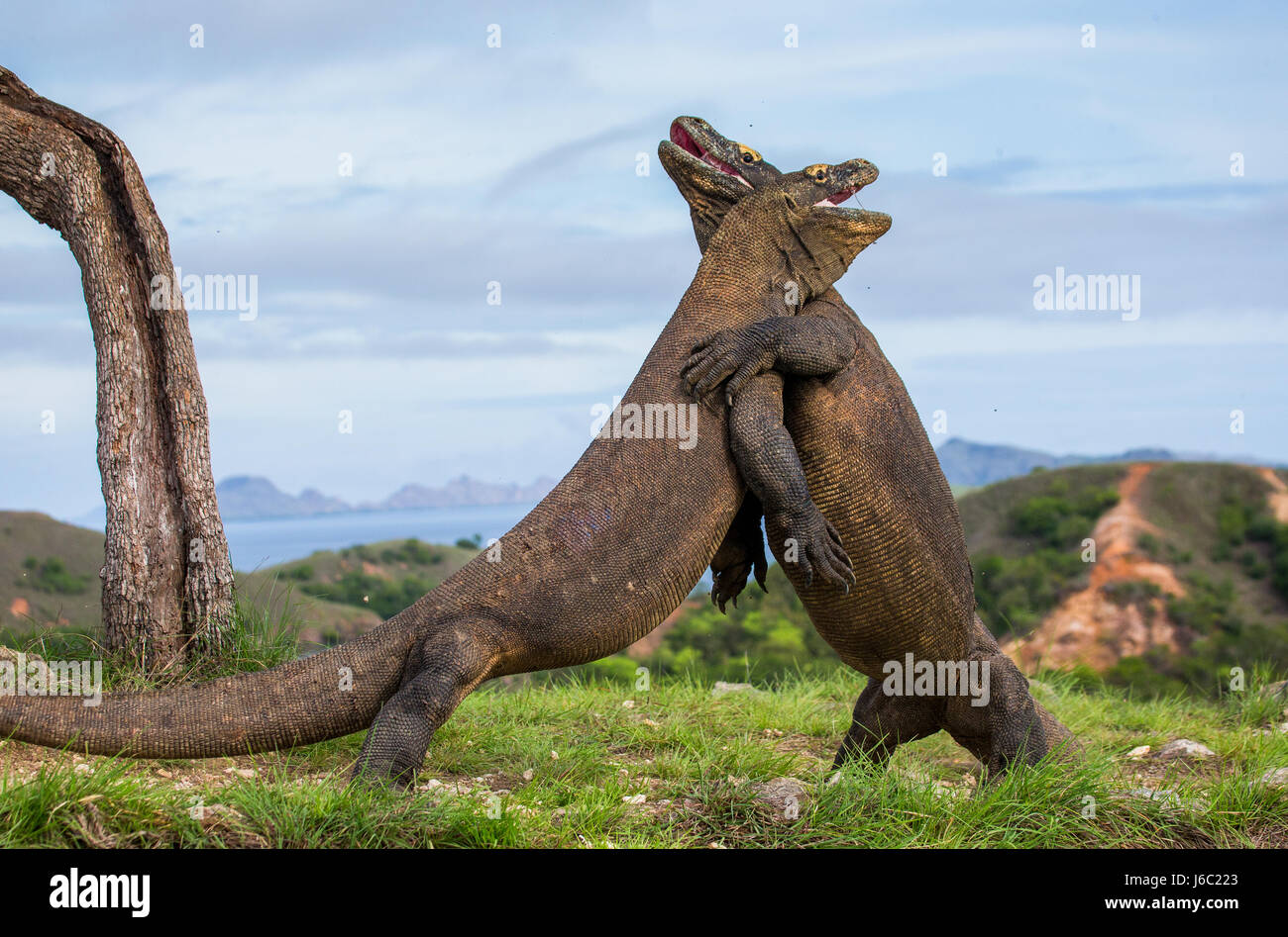 Komodo Dragons are fighting each other. Very rare picture. Indonesia ...