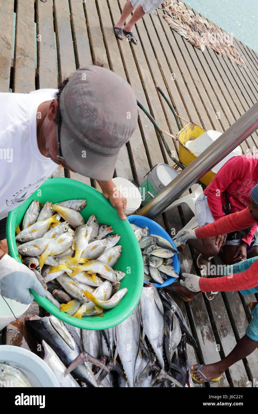 Fresh Fish market Sal Stock Photo - Alamy