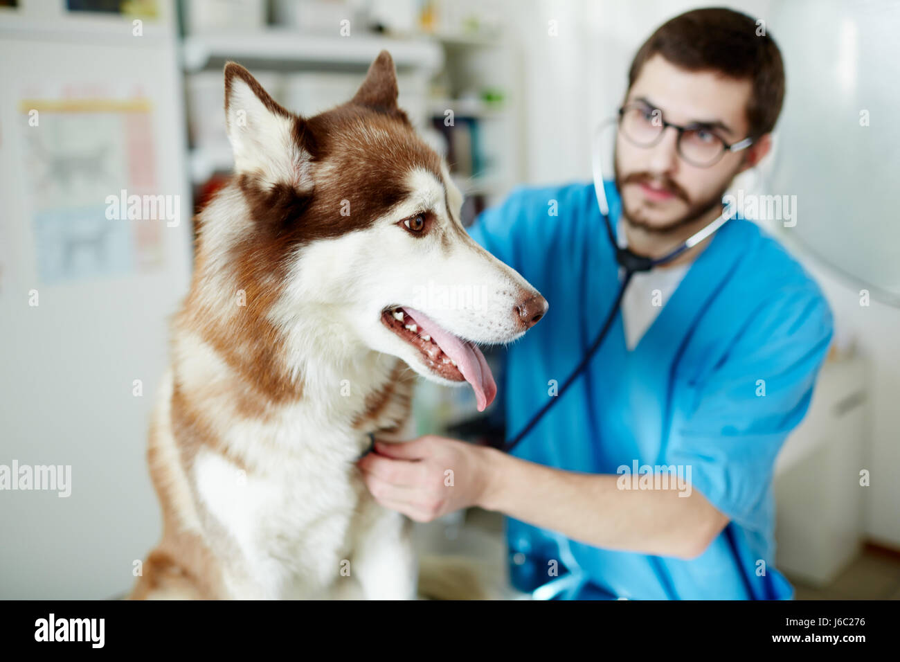 Vet treatment hi-res stock photography and images - Alamy