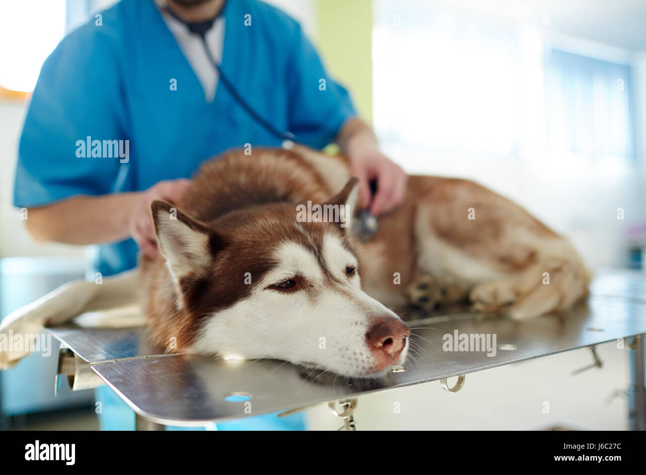 Sick husky dog having medical treatment while lying on table Stock ...