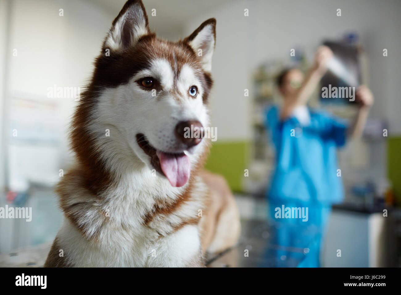 Sick husky dog on background of vet working Stock Photo - Alamy