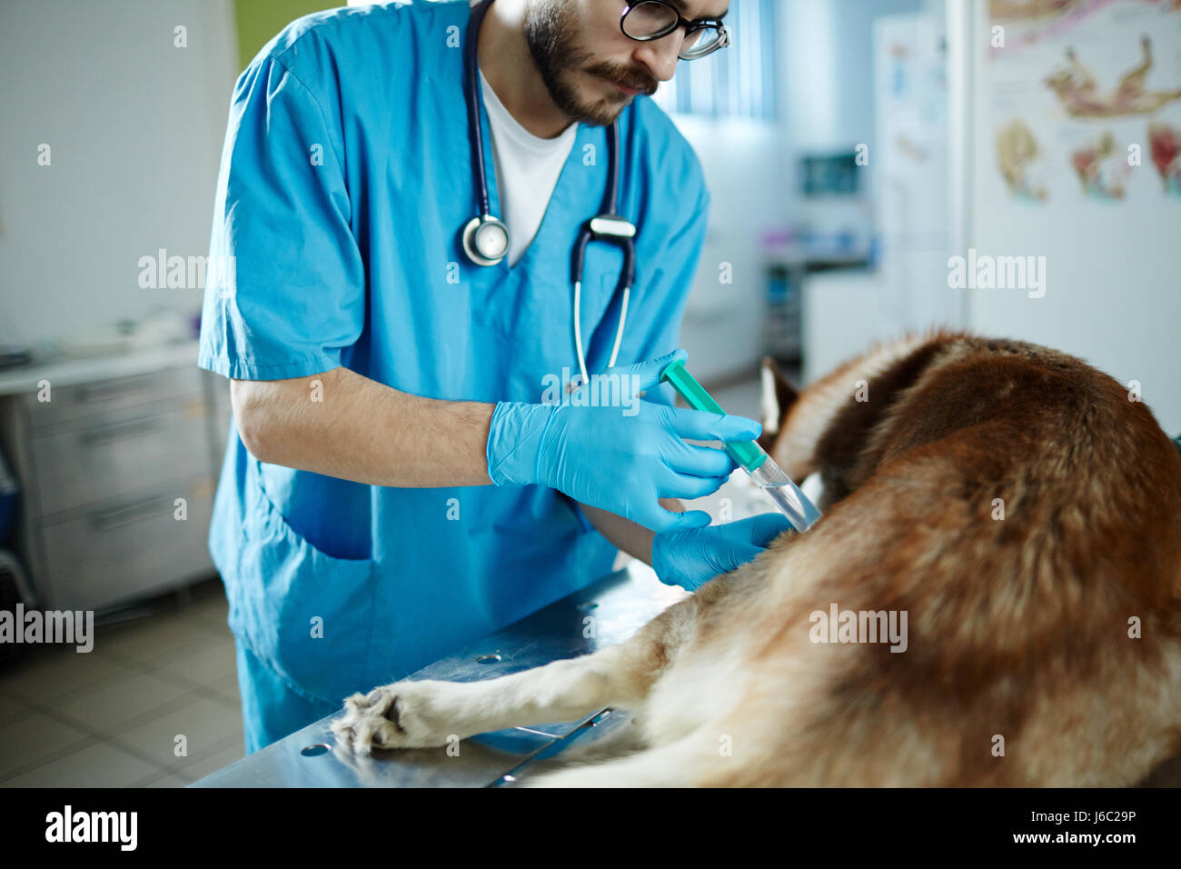 Veterinarian making injection to sick husky dog Stock Photo - Alamy