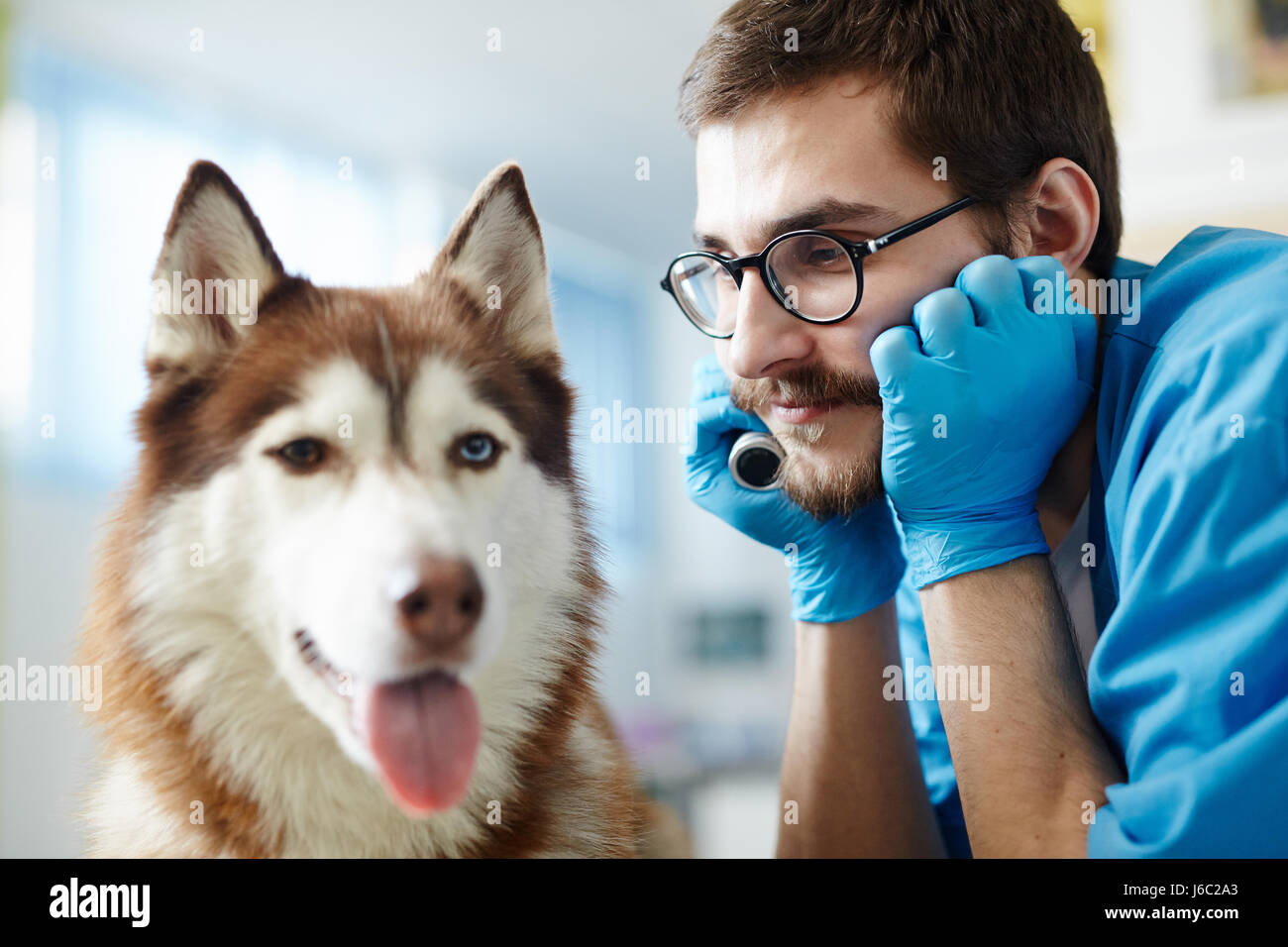 Veterinary patients hi-res stock photography and images - Alamy