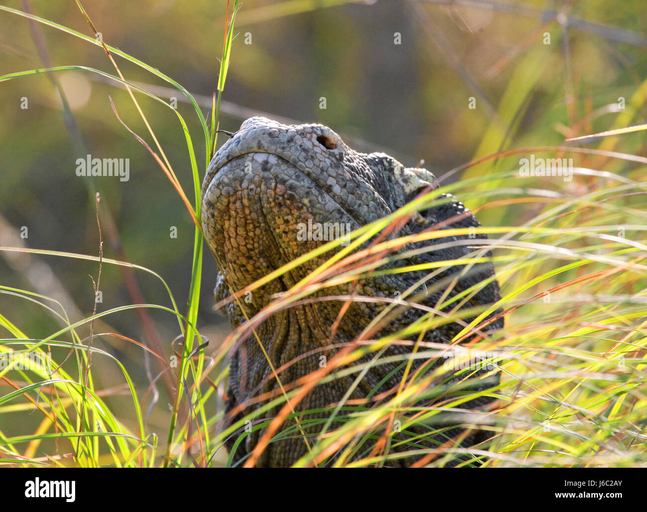 Portrait of a komodo dragon hi-res stock photography and images - Alamy