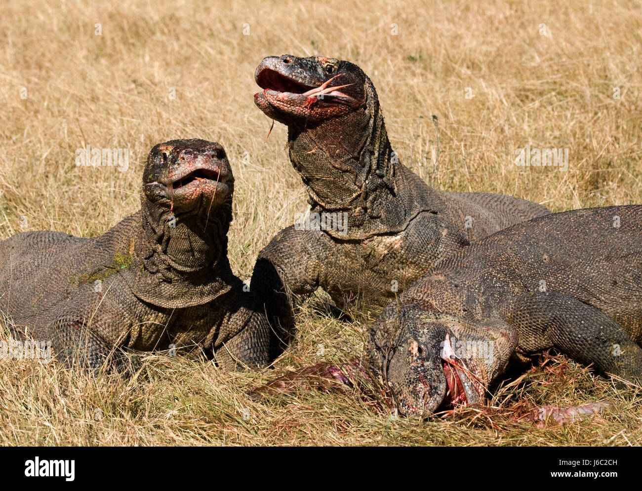 Komodo dragons eat their prey. Indonesia. Komodo National Park Stock ...