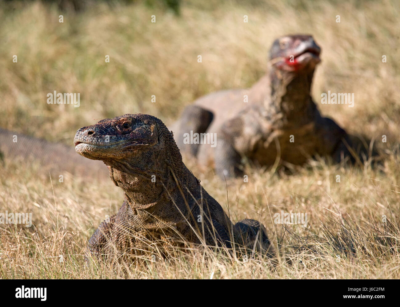 Komodo dragon prey hi-res stock photography and images - Alamy