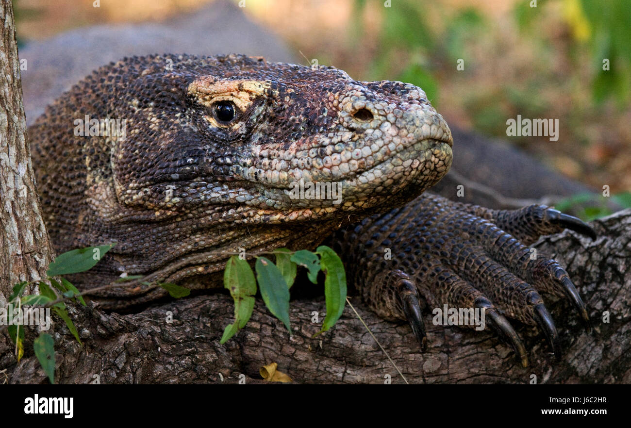 Portrait of a Komodo Dragon. Close-up. Indonesia. Komodo National Park ...