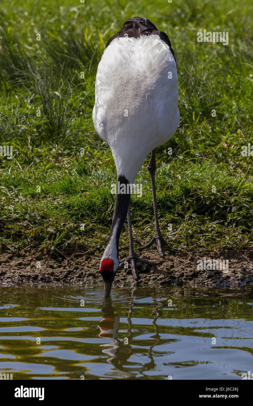 Common Crane at Slimbridge Stock Photo - Alamy