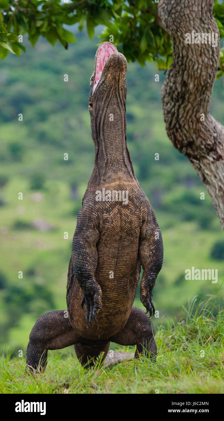 Komodo dragon is standing upright on their hind legs. Interesting ...