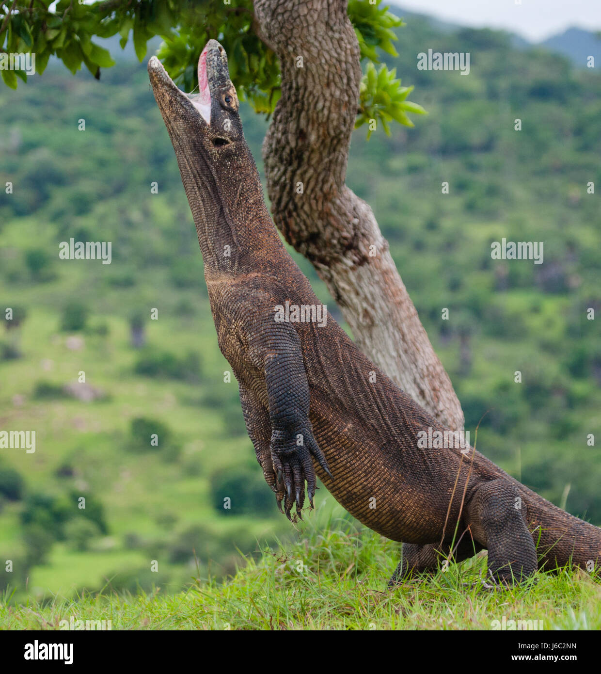 Komodo dragon is standing upright on their hind legs. Interesting ...