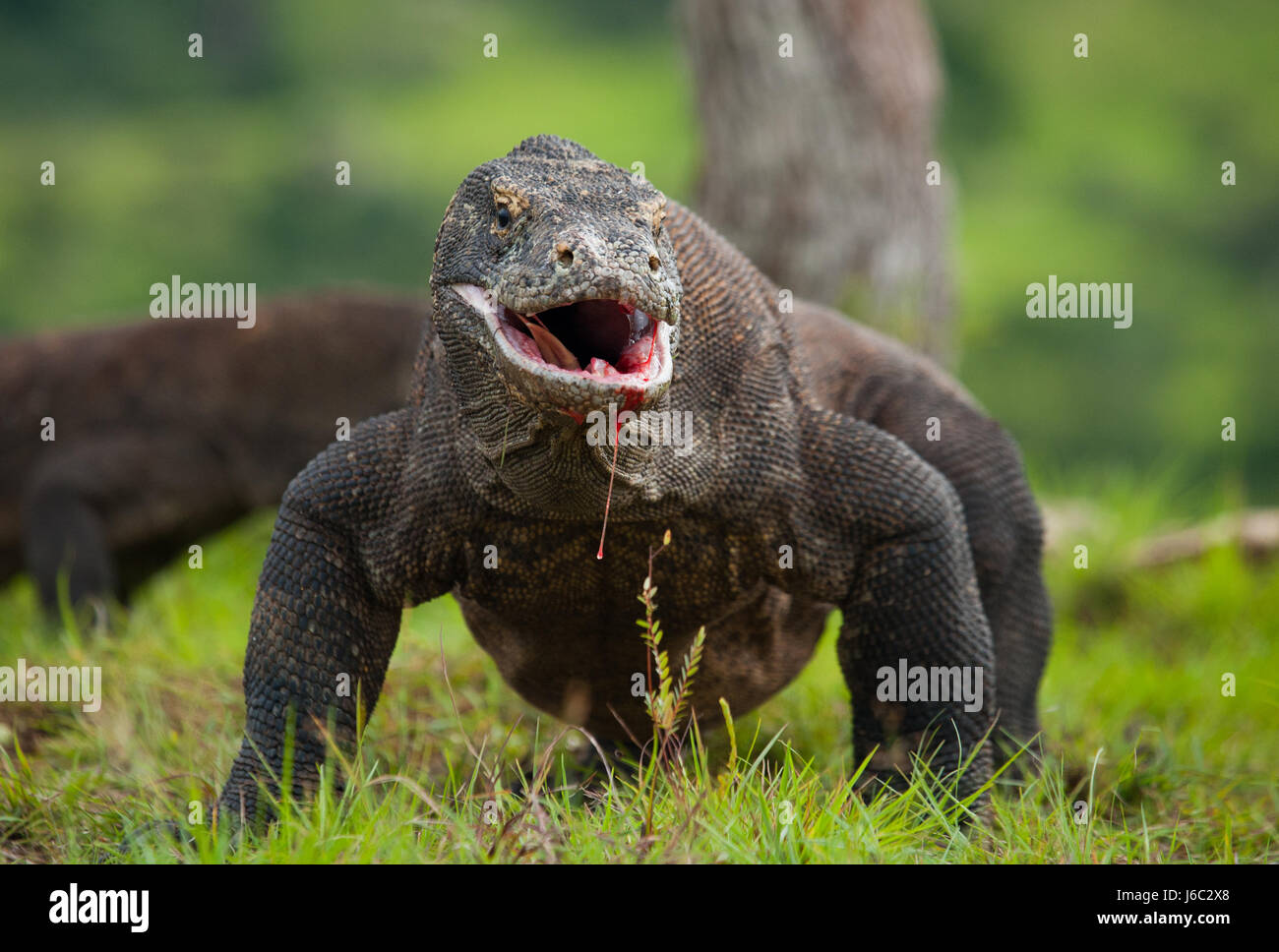 Komodo dragons eat their prey. Indonesia. Komodo National Park Stock ...