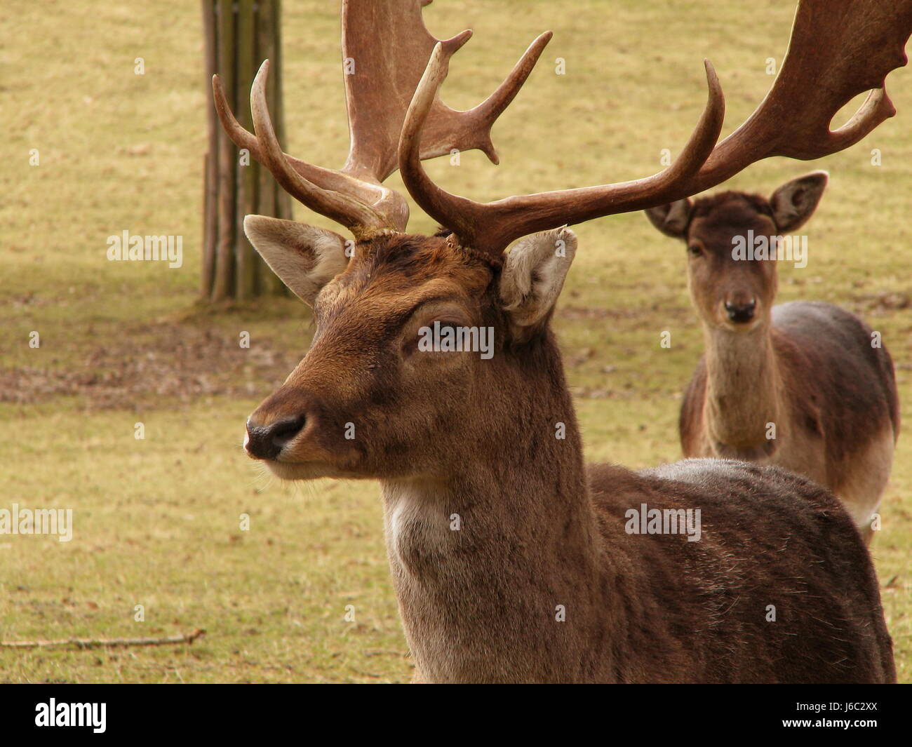 glade horns deer stag hoofed animal ruminant hind hart stag strong skin ...
