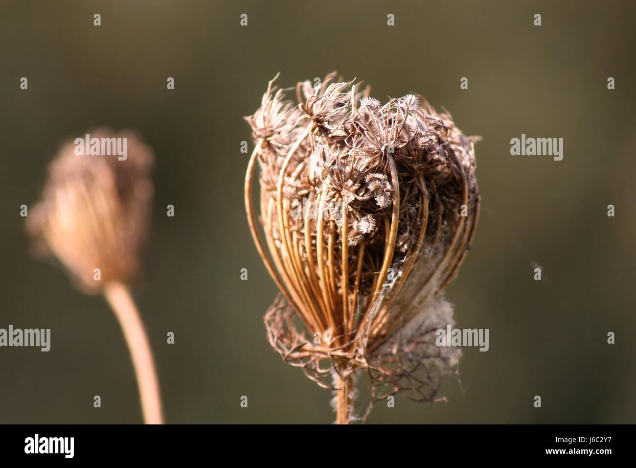 fruit umbel of wild carrot Stock Photo - Alamy