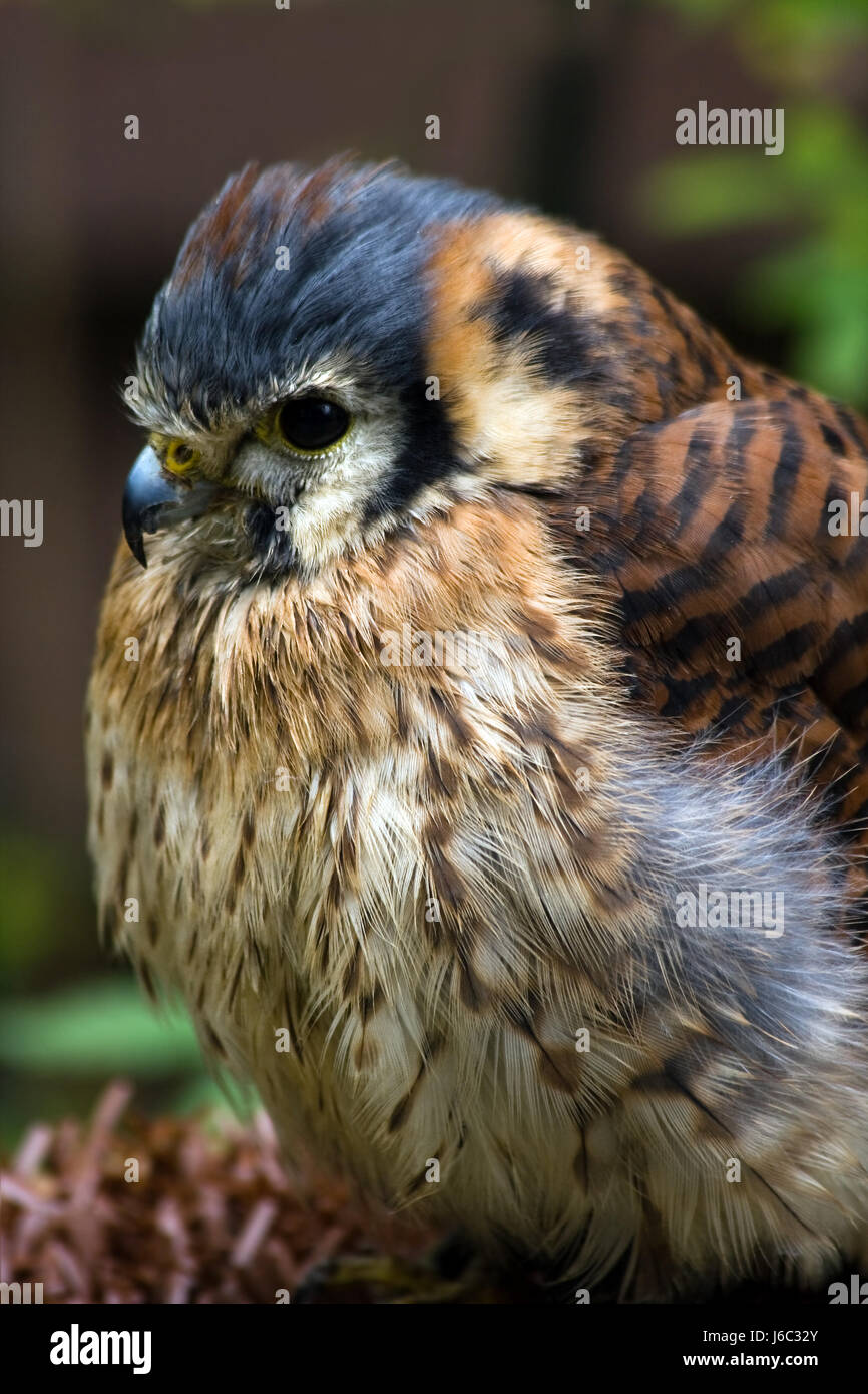 animal bird animals birds falcon blue closeup animal bird wild animals ...
