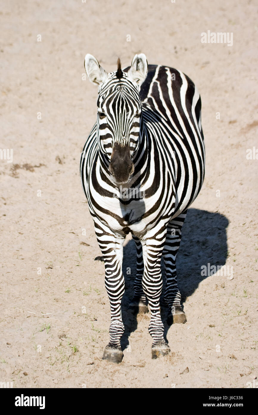 animal mammal animals black swarthy jetblack deep black zebra mammals ...