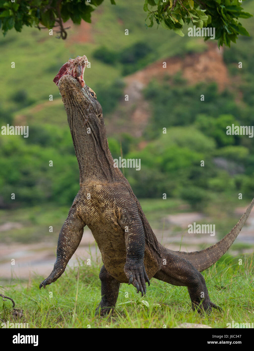 Komodo dragon is standing upright on their hind legs. Interesting ...