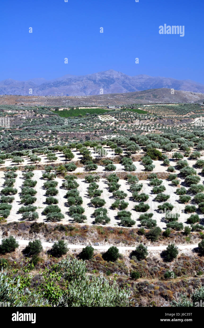 agriculture farming farm olive citric plantation fertile lawn green ...