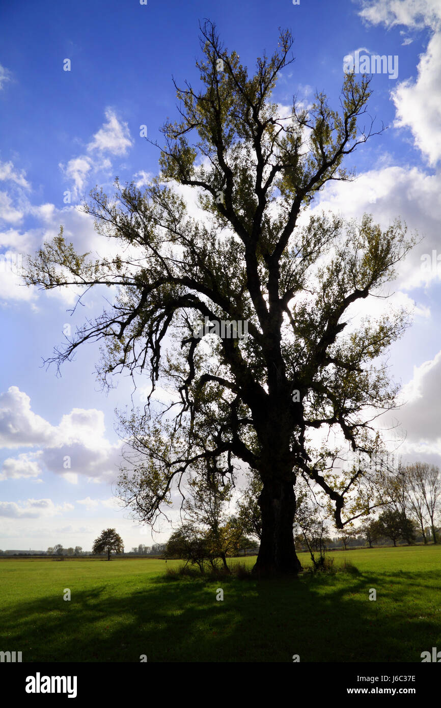 leaf tree wood branch head of a tree leaves foliage trunk blue leaf ...