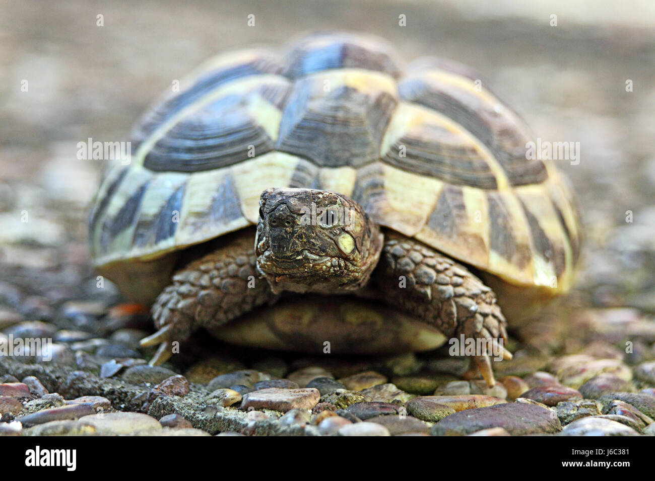 Armored animal hi-res stock photography and images - Alamy