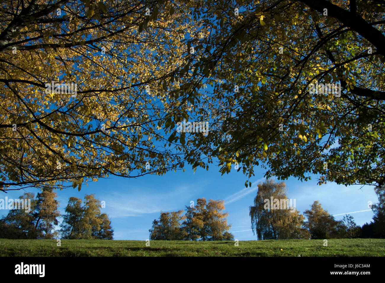 Bume kirschbume hi-res stock photography and images - Alamy