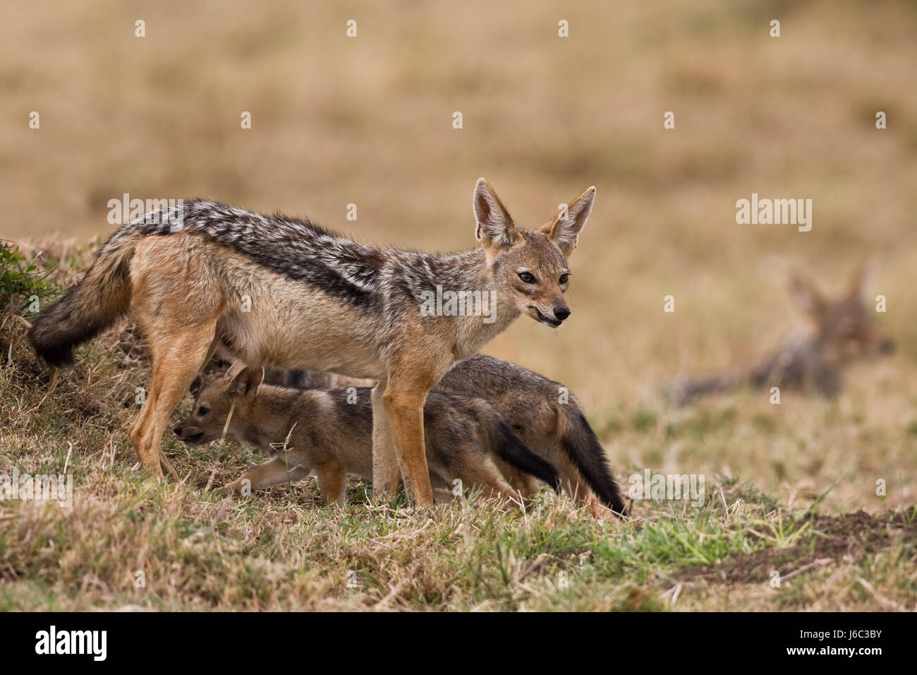 birth childbirth parturition delivery africa offspring bush puppy ...