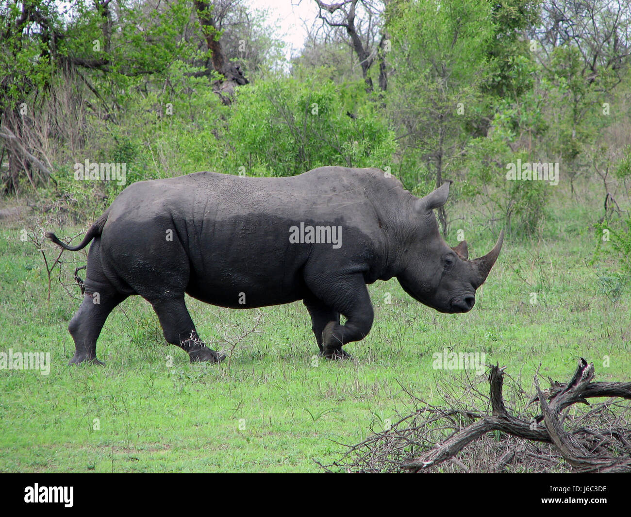 animal africa wildlife south africa african rhino rhinoceros tree trees ...