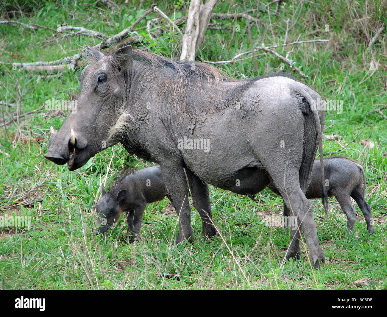 warthogs in south africa Stock Photo - Alamy