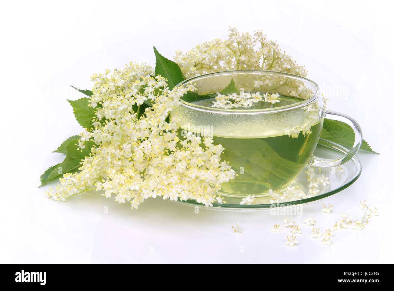 tea elderflower - elderflower tea 04 Stock Photo - Alamy