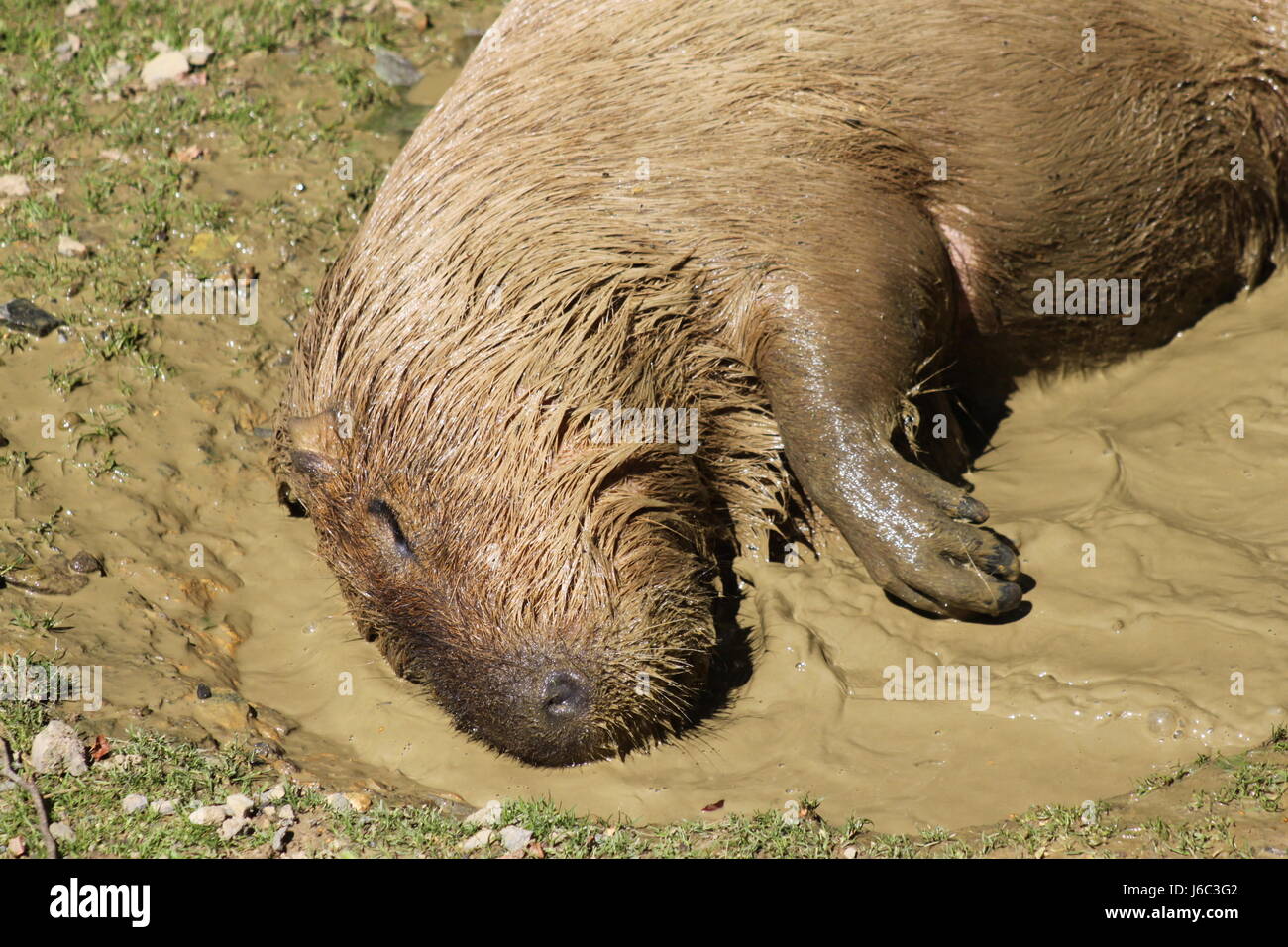 Capybara hydrochoerus hydrochaeris bathing hi-res stock photography and ...