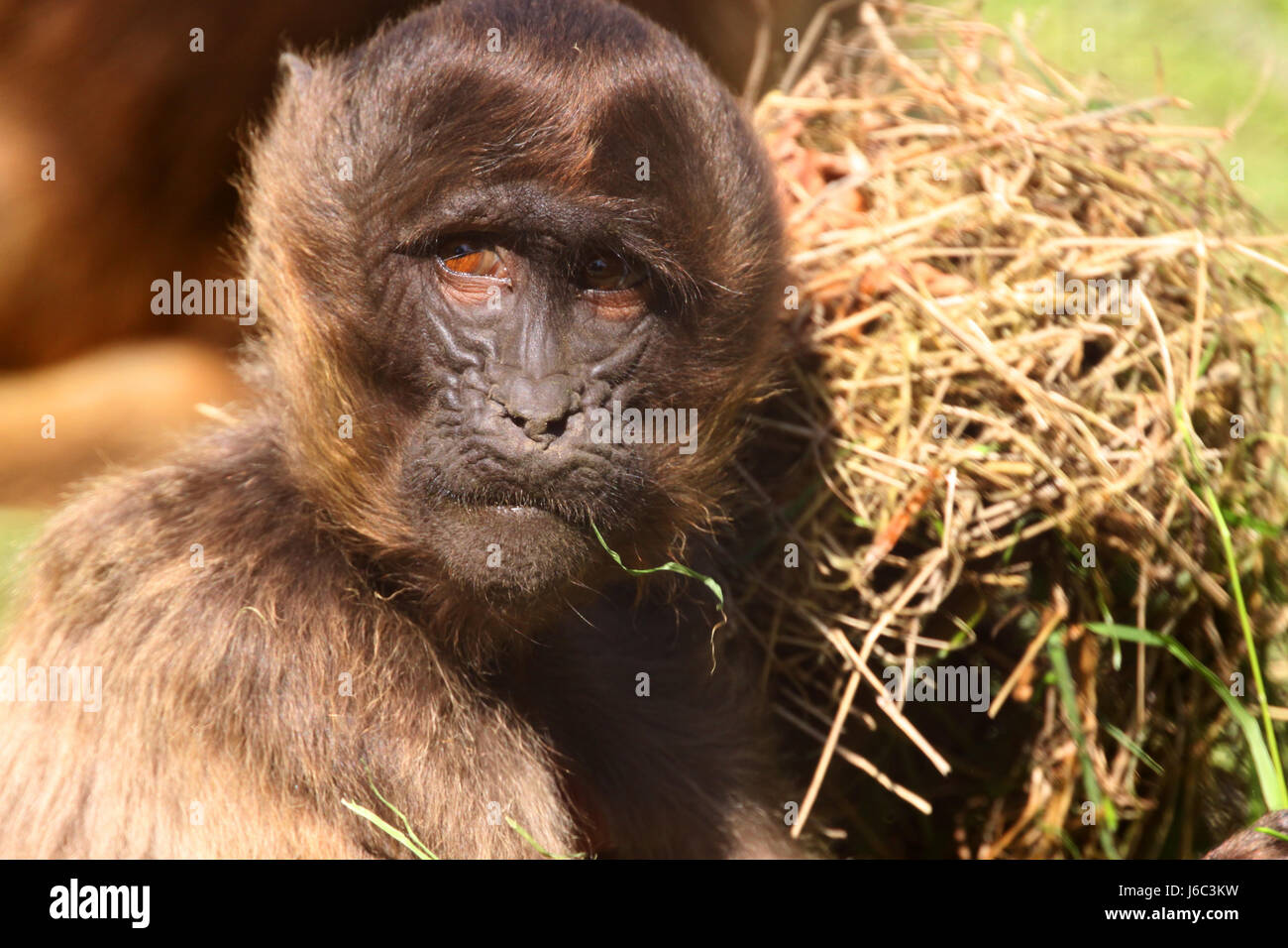 Blutbrustpavian dschelada theropithecus gelada gelada hi-res stock ...