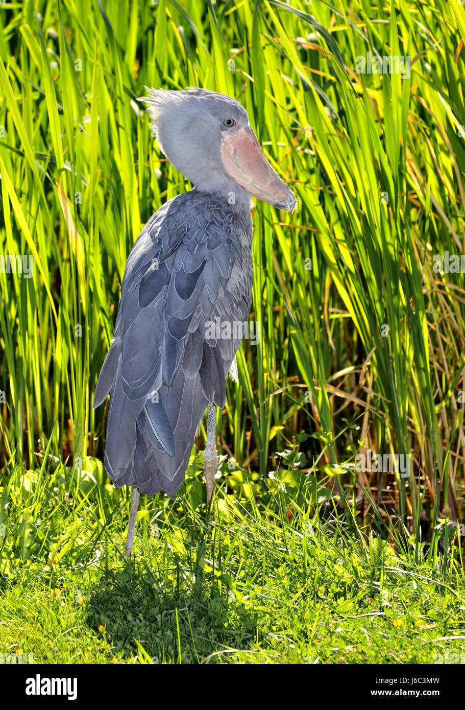 bird birds reed beak beaks bird africa lone wolf portrait eye organ ...