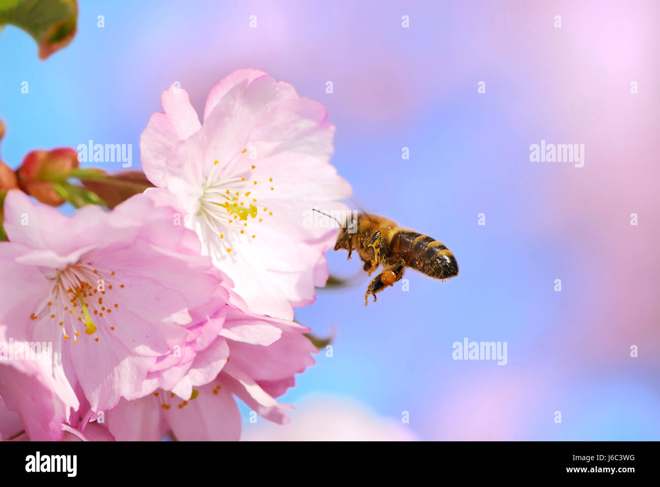 insect bloom blossom flourish flourishing lie lying lies pollen ...