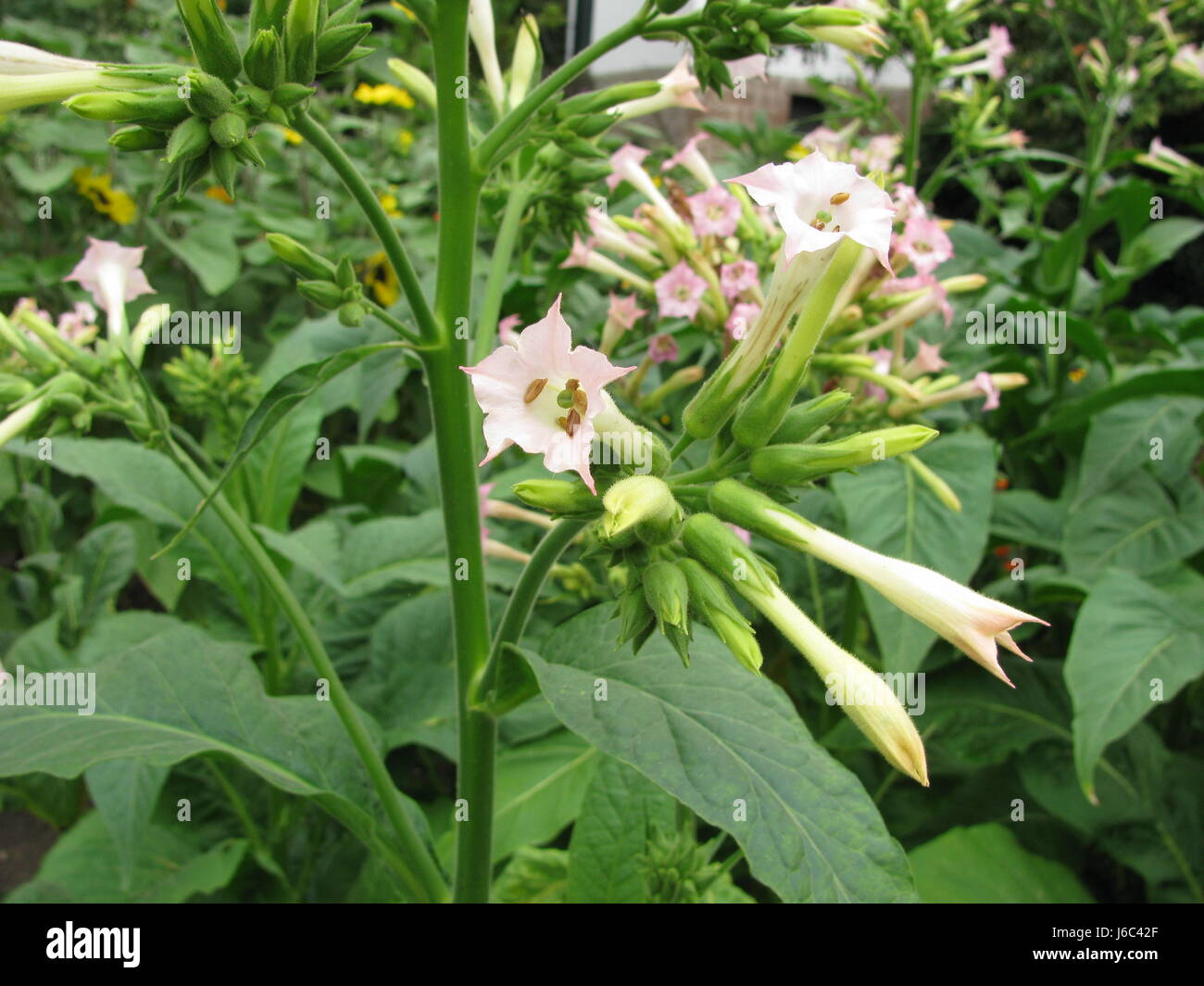Nicotiana flower plant pink hi-res stock photography and images - Alamy