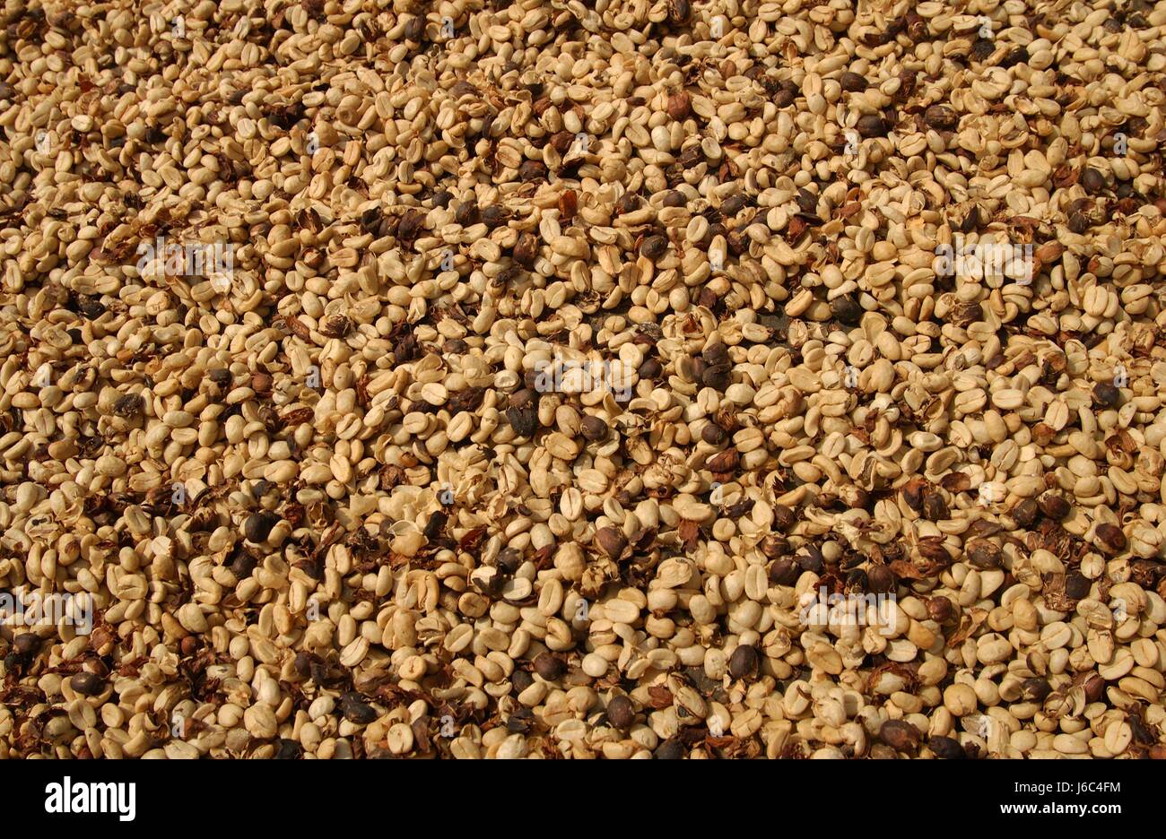 coffee coffee bean big large enormous extreme powerful imposing immense ...